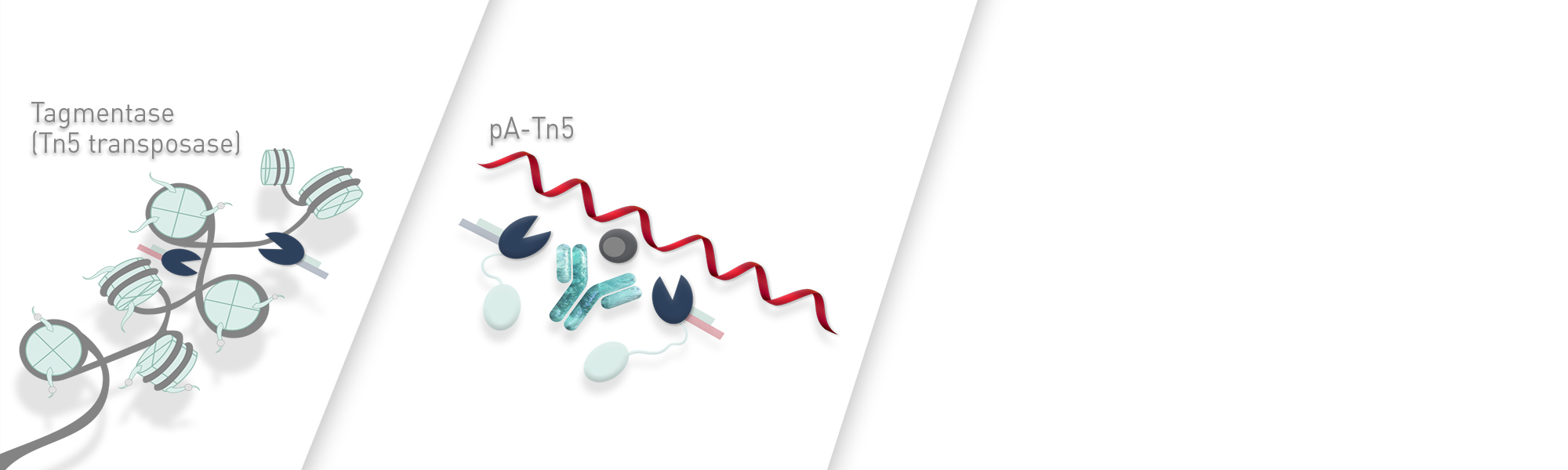 Epigenetics, DNA Methylation, Chromatin Analysis, Bioruptor Sonication, IP-Star® Automation ...