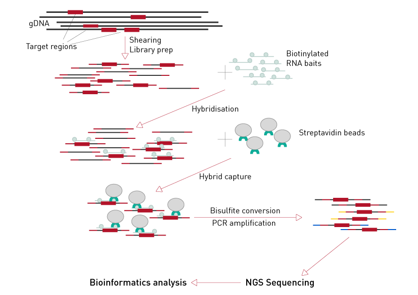 Targeted DNA methylation service
